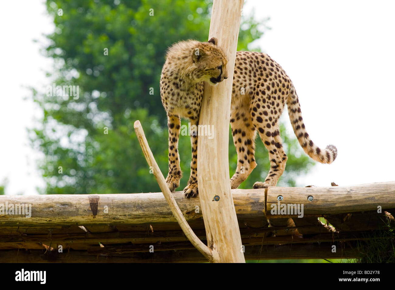 Cheetah in the zoo hi-res stock photography and images - Alamy