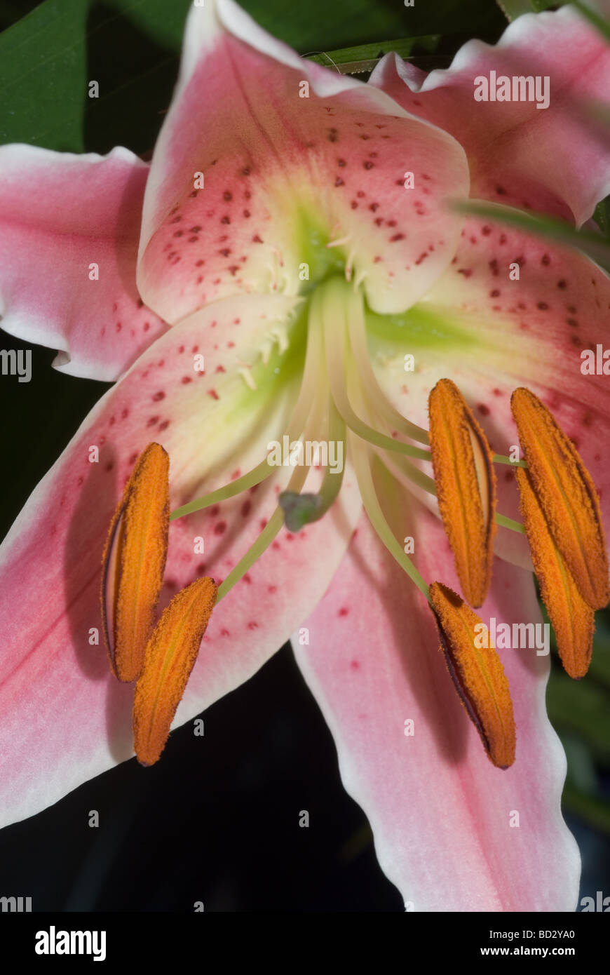 Stargazer lily hi-res stock photography and images - Alamy