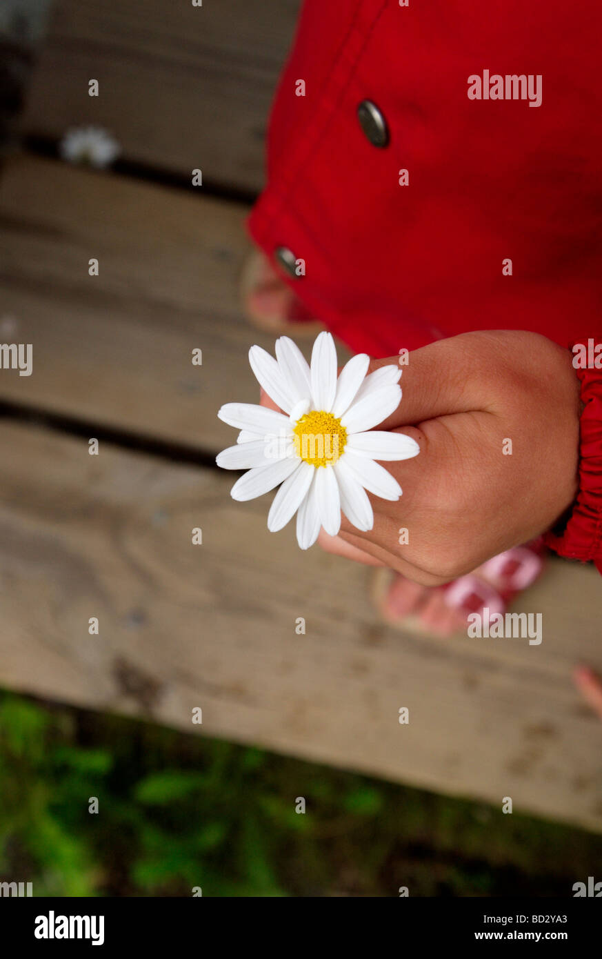 Child holding a flower in hand Stock Photo - Alamy