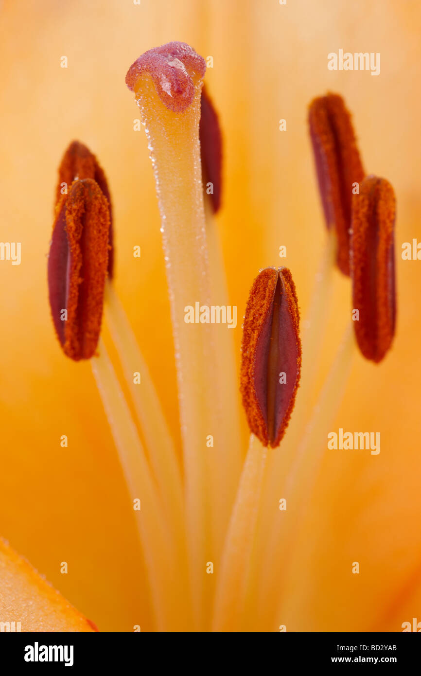 Lily pistil and stamens Stock Photo - Alamy