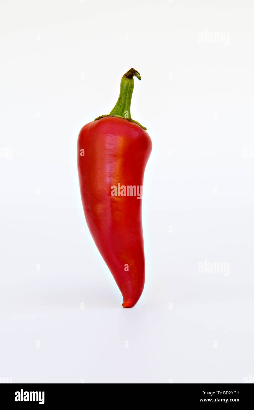 Studio shot of single red chilli standing up taken against a white ...
