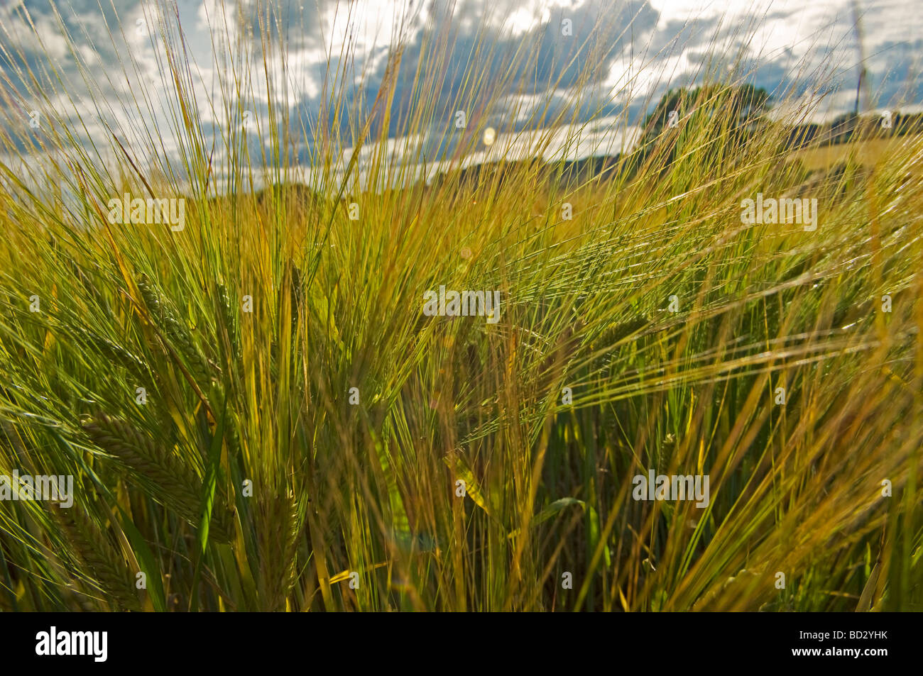 Field crop wheat hi-res stock photography and images - Alamy
