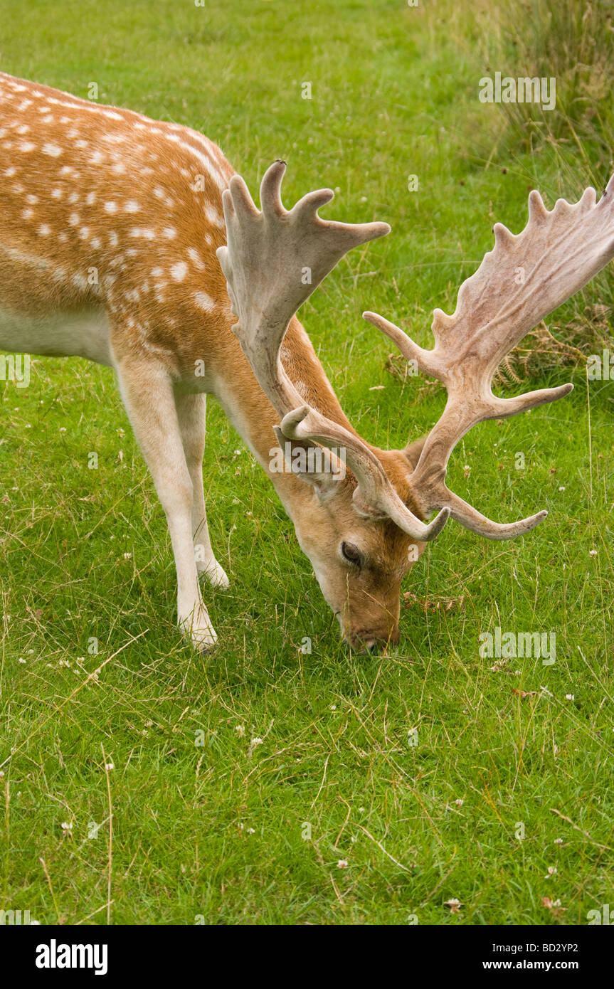 Bucks Grazing High Resolution Stock Photography and Images - Alamy