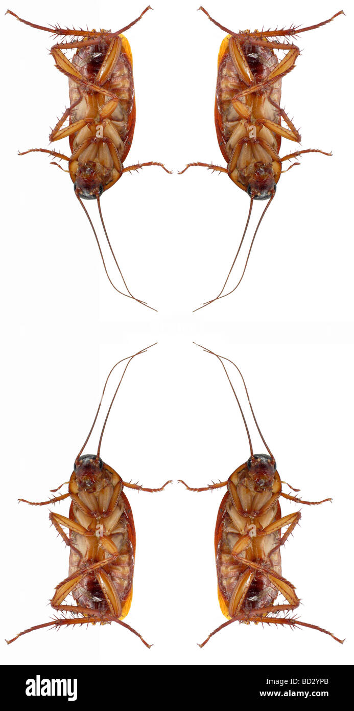 Water cockroaches hi-res stock photography and images - Alamy