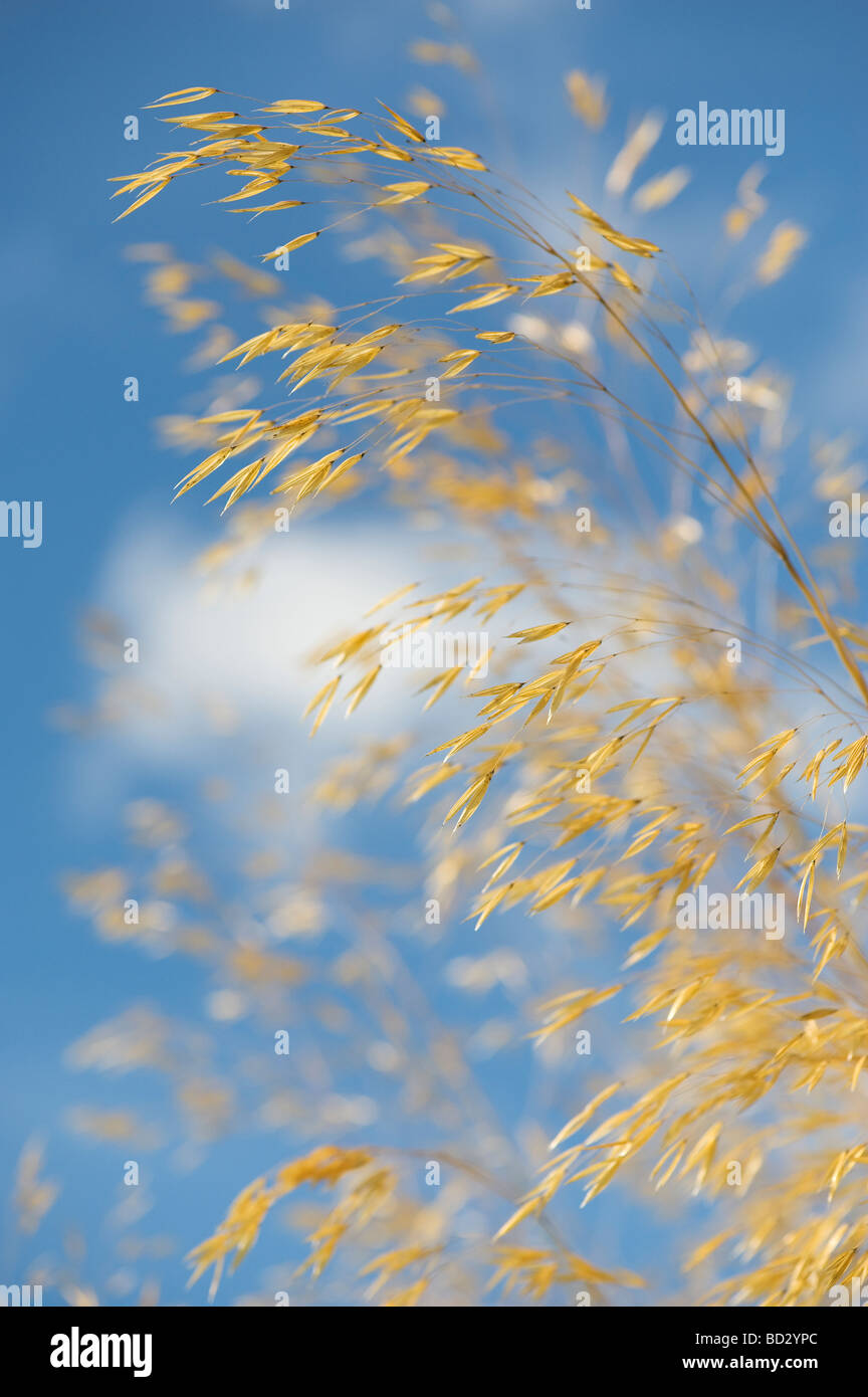 Stipa gigantea 'Gold Fontaene' . Golden oats. Giant feather grass Stock ...