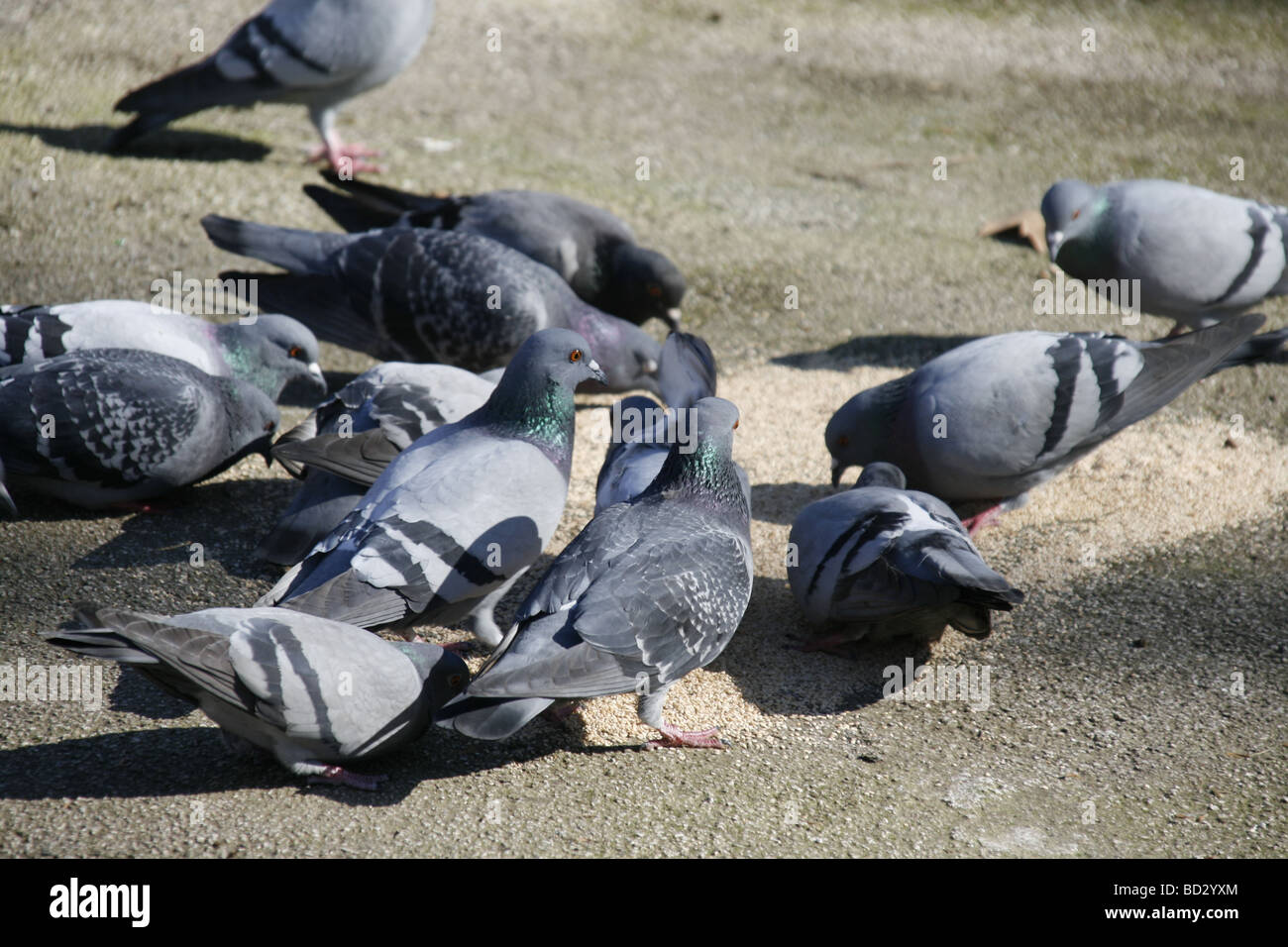 many pigeons eating grain on floor in park Stock Photo - Alamy