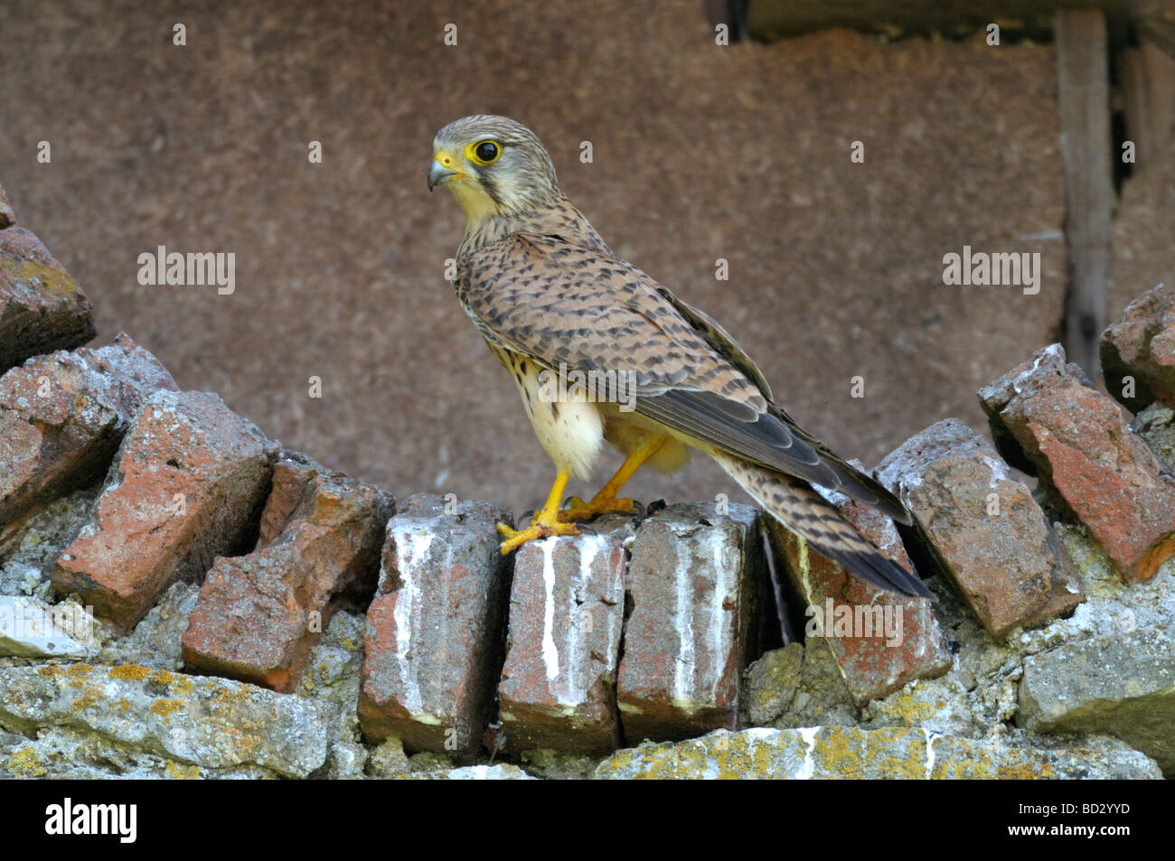The falcon nest hi-res stock photography and images - Alamy