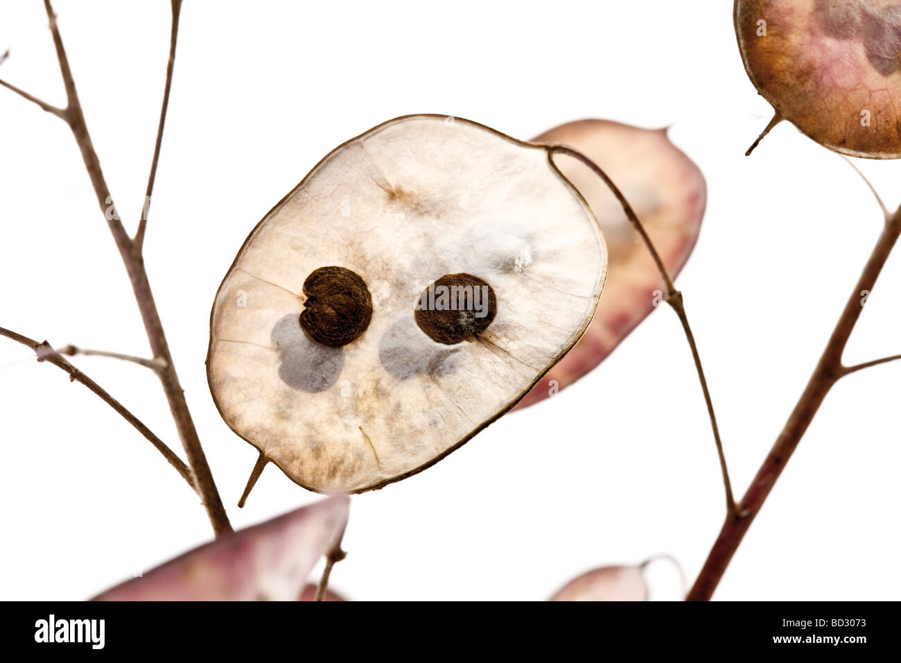 Honesty plant hi-res stock photography and images - Alamy