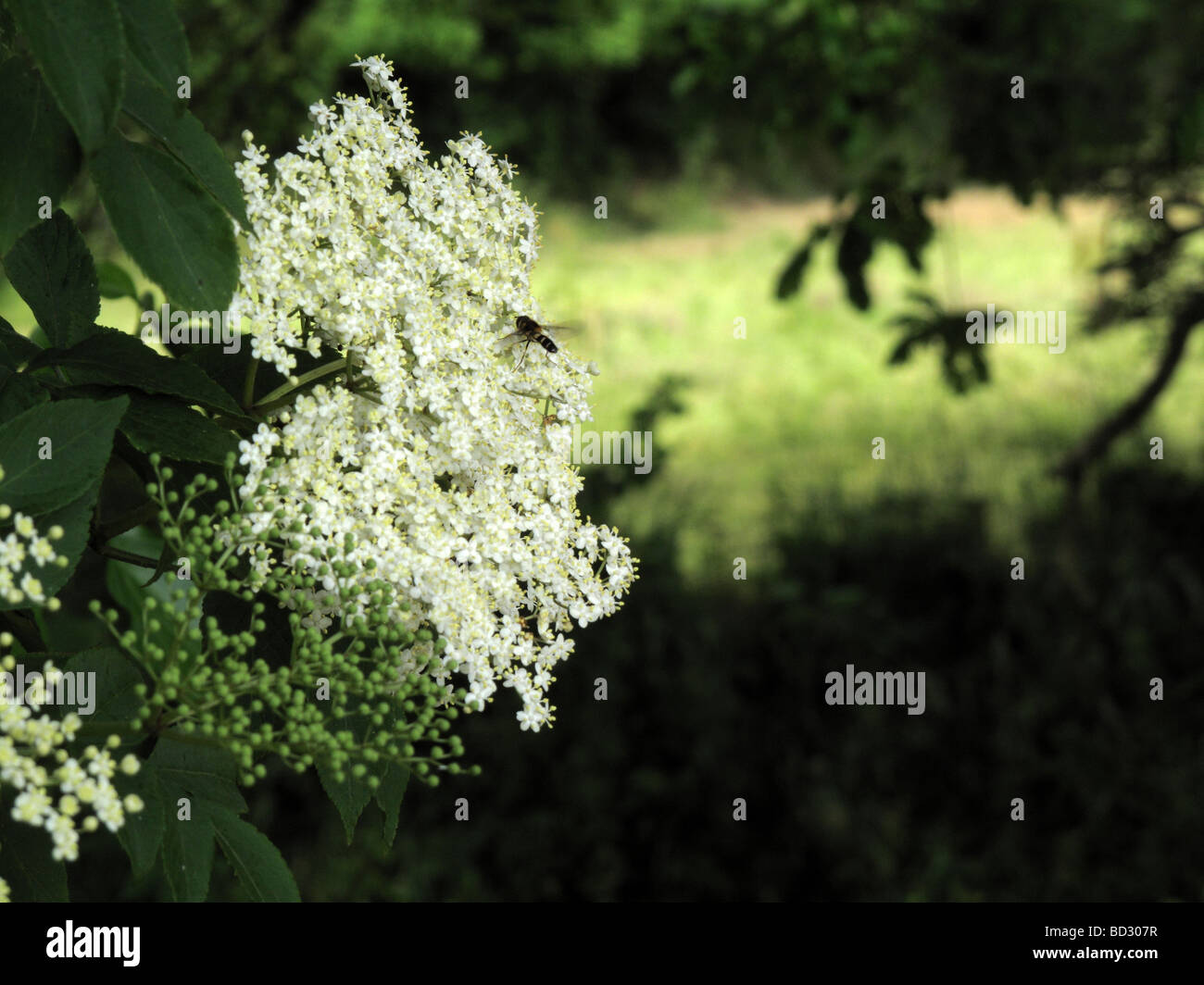 Elderflower hi-res stock photography and images - Alamy