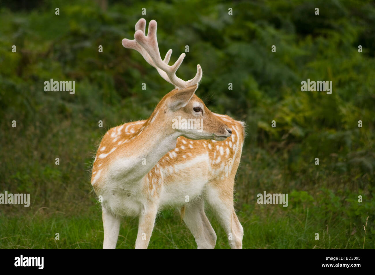 A Buck Fallow Deer Stock Photo - Alamy