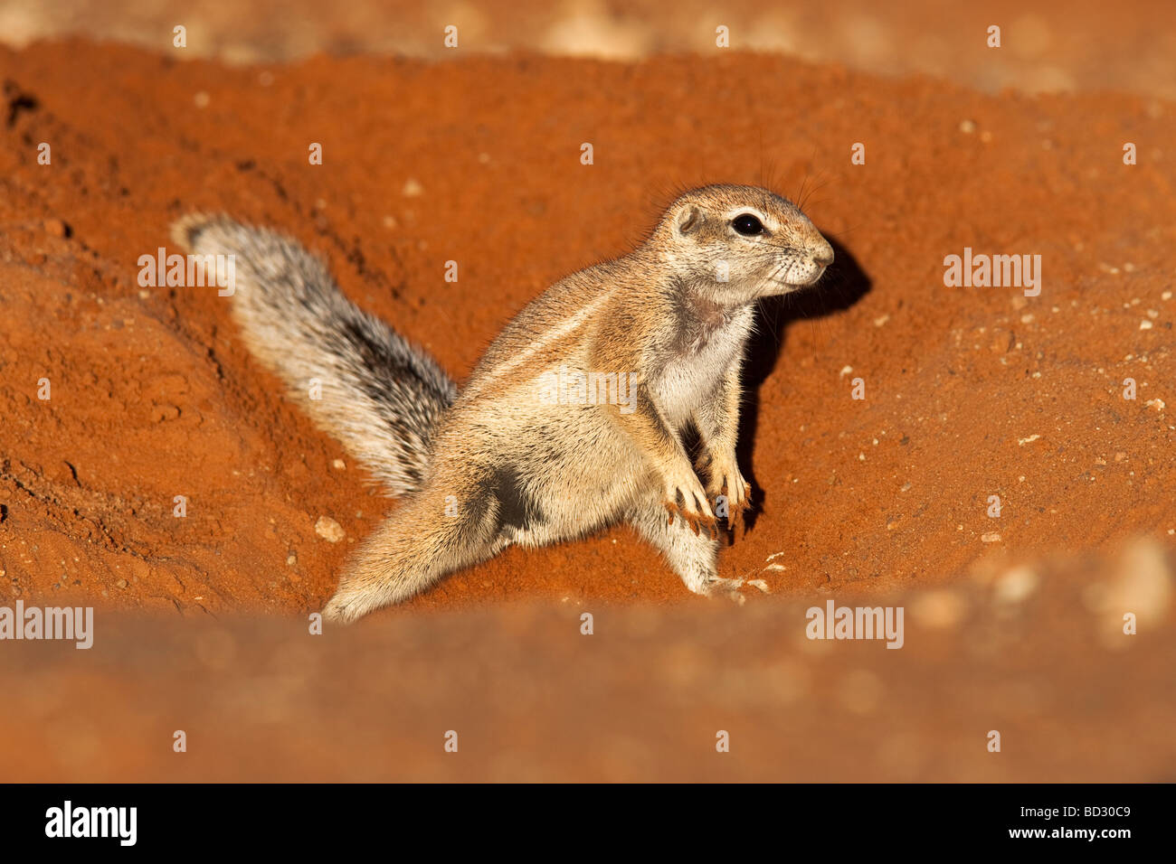 Ground squirrel Xerus inauris at the burrow Kgalagadi Transfrontier ...