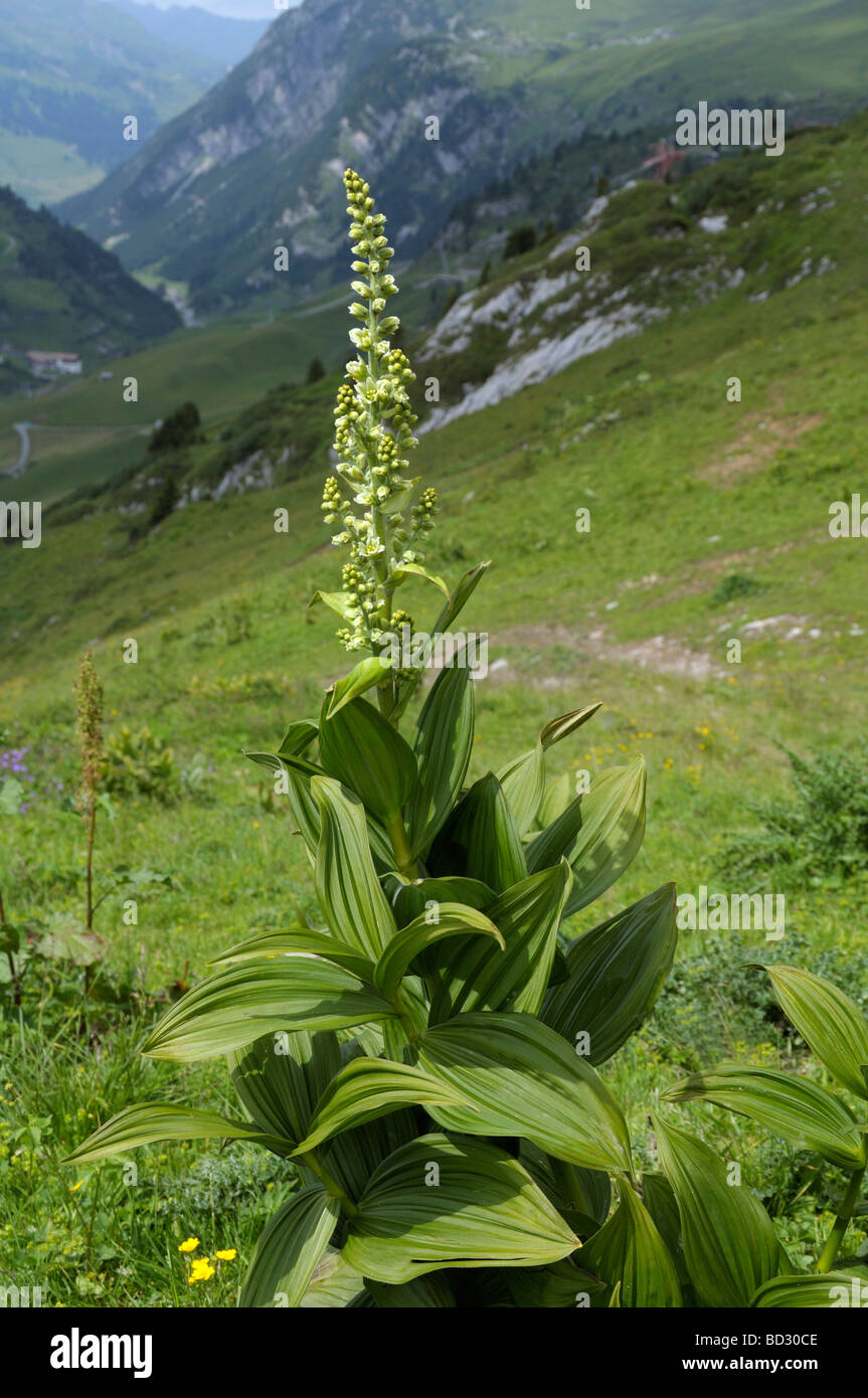 White Veratrum (Veratrum album), flowering plant against alpine ...