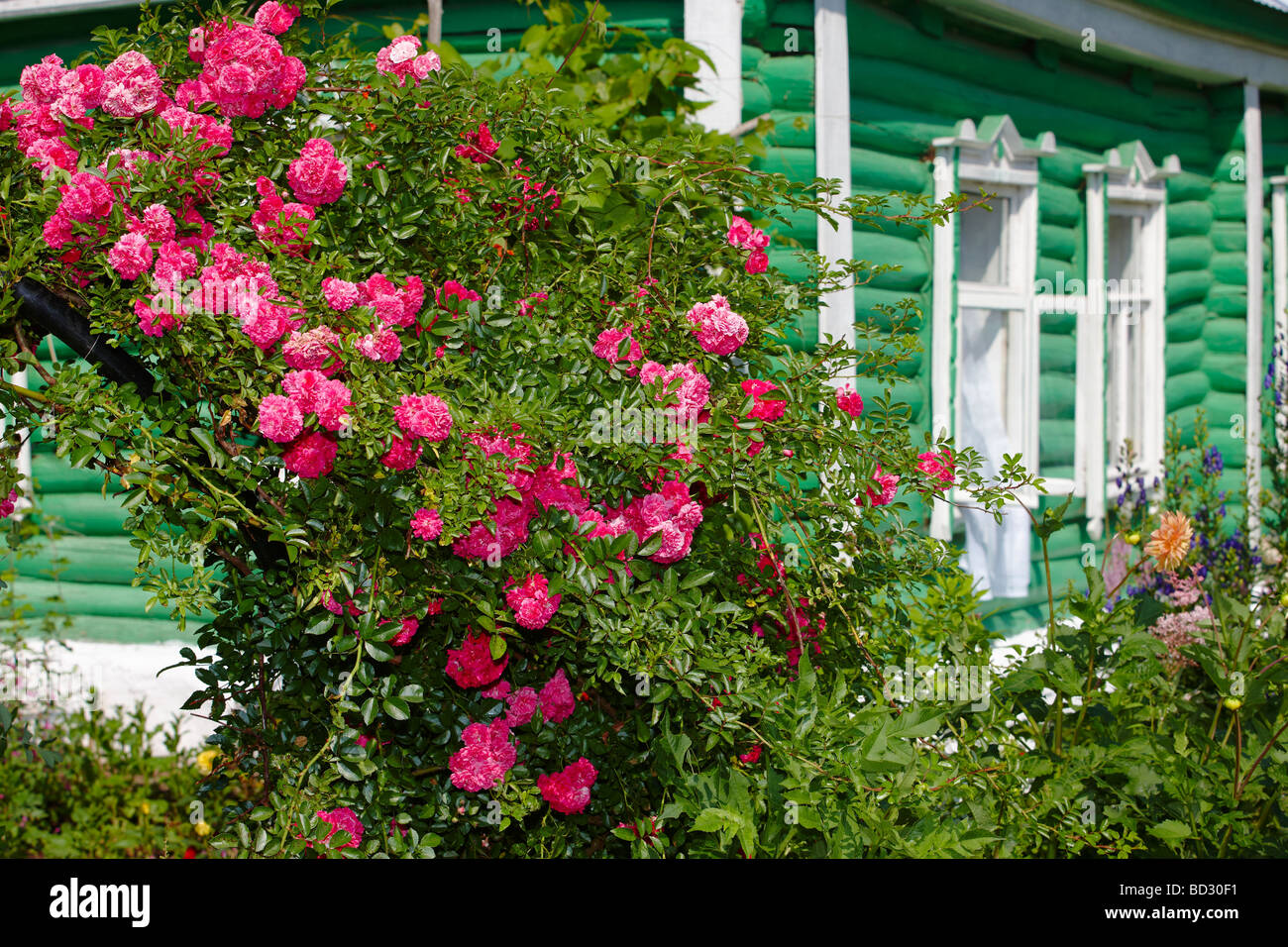Climbing Roses growing in front of a wooden country house. Russia Stock ...