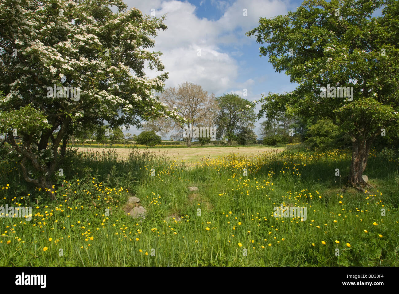Spring flowers left in the hedgerow after silage making. Photographed ...