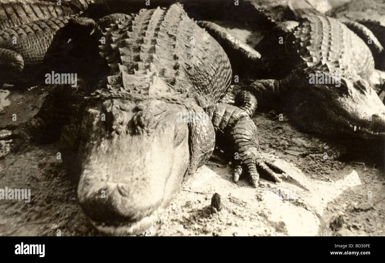 Florida Alligators in Enclosure Stock Photo - Alamy