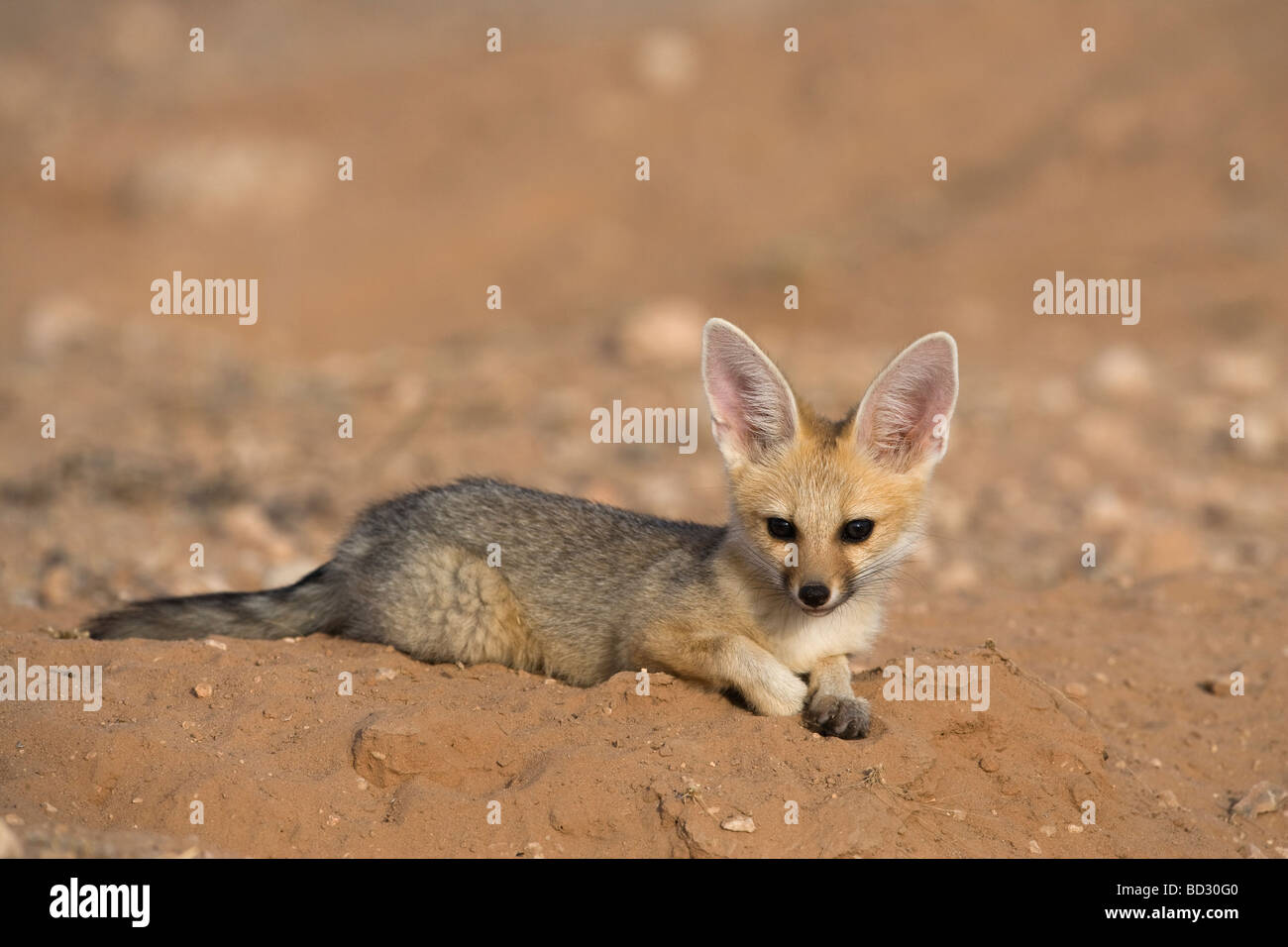 Cape fox cub Vulpes chama Kgalagadi Transfrontier Park Northern Cape ...