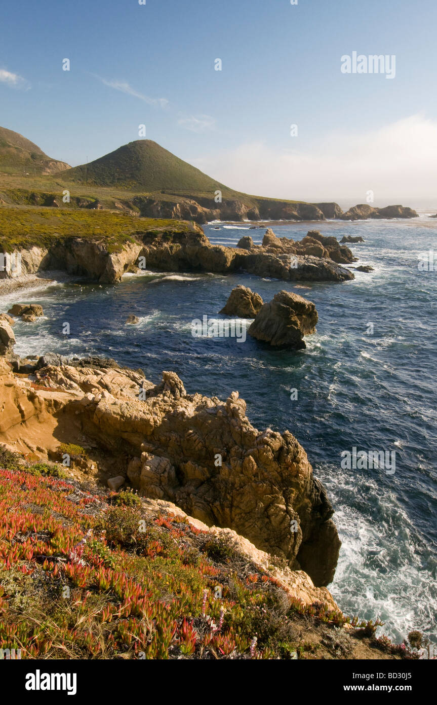 Wildflowers along the rocky coast of Big Sur California Stock Photo - Alamy