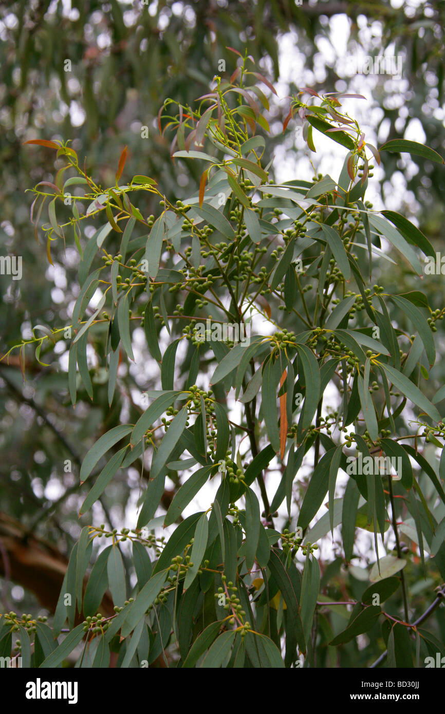Spinning Gum Tree, Eucalyptus perriniana, Myrtaceae, Victoria ...