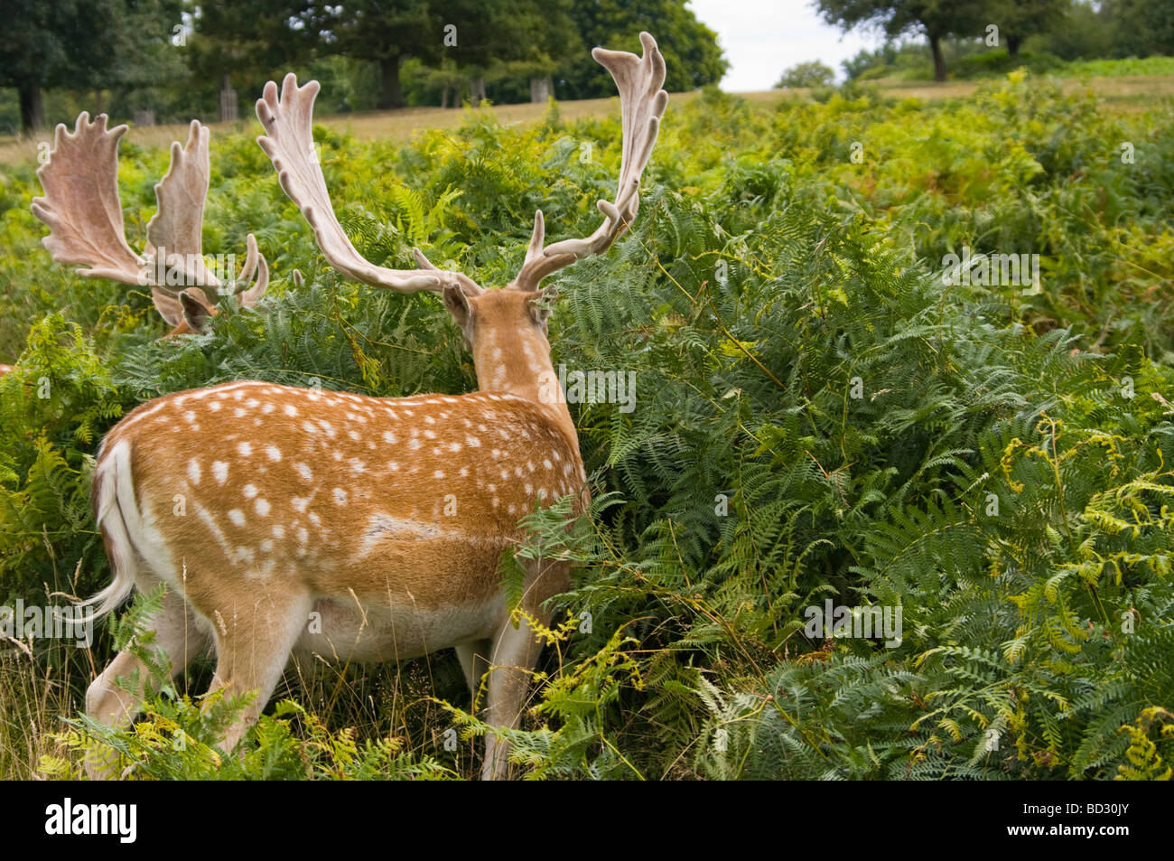Buck Fallow Deer Grazing Amongst Ferns Stock Photo - Alamy