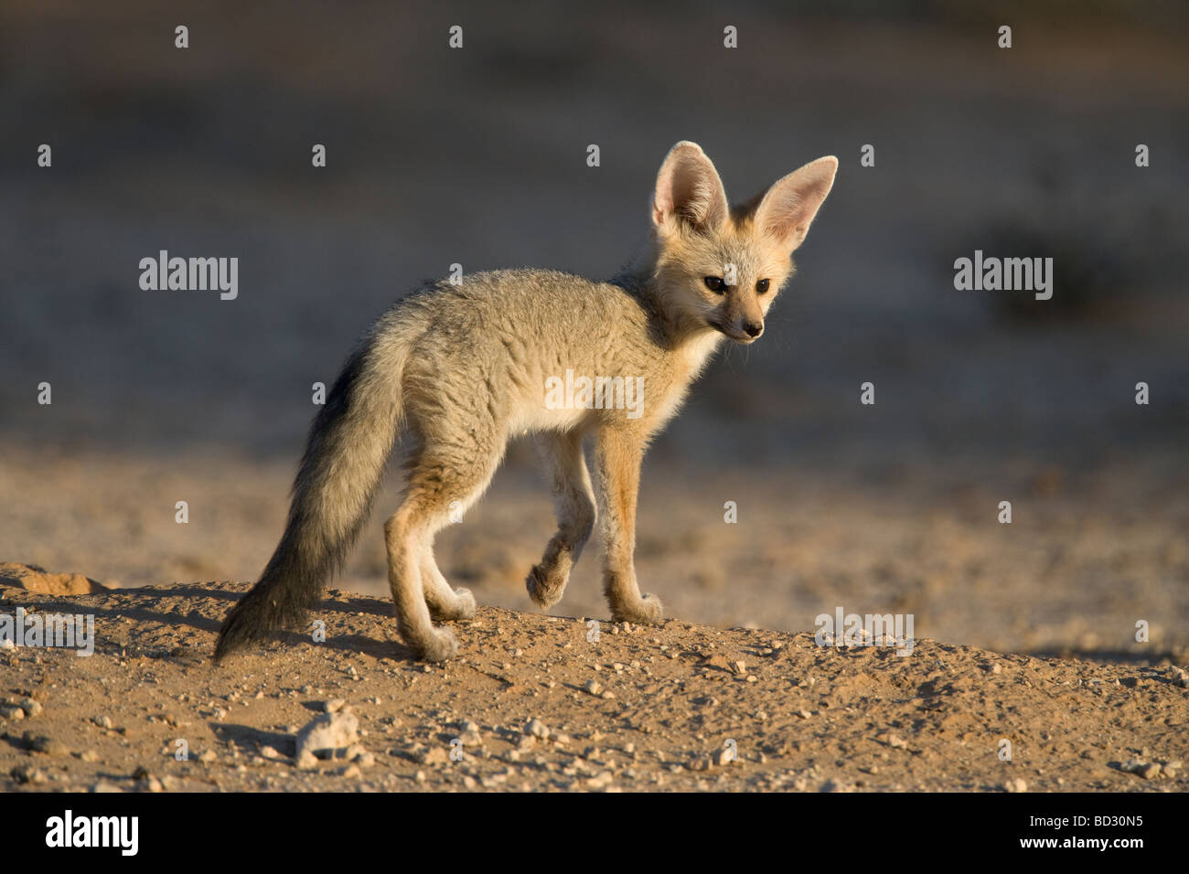 Cape fox cub Vulpes chama Kgalagadi Transfrontier Park Northern Cape ...