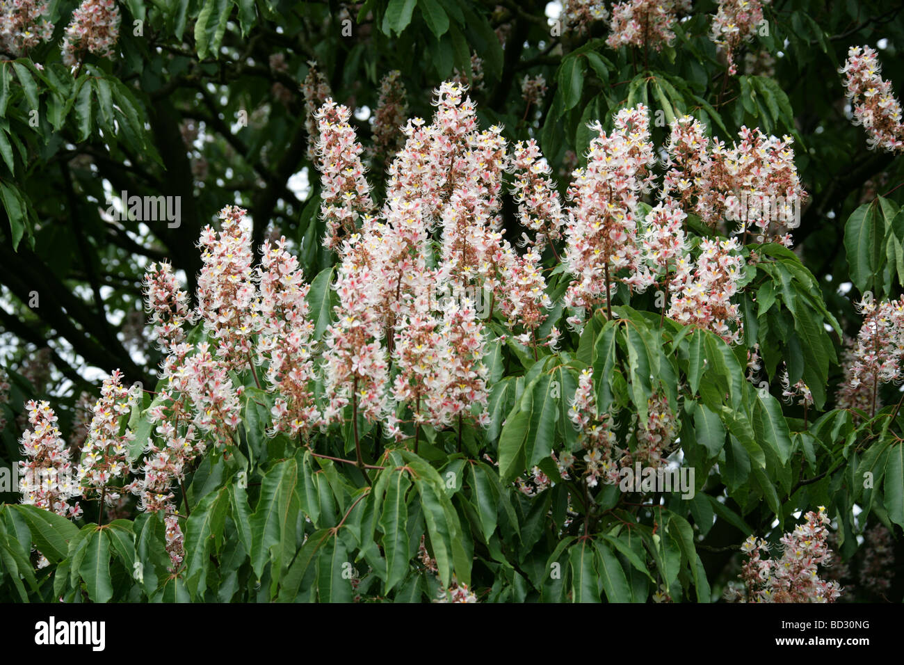Indian Horse Chestnut Tree Flowers, Aesculus indica, Hippocastanaceae ...