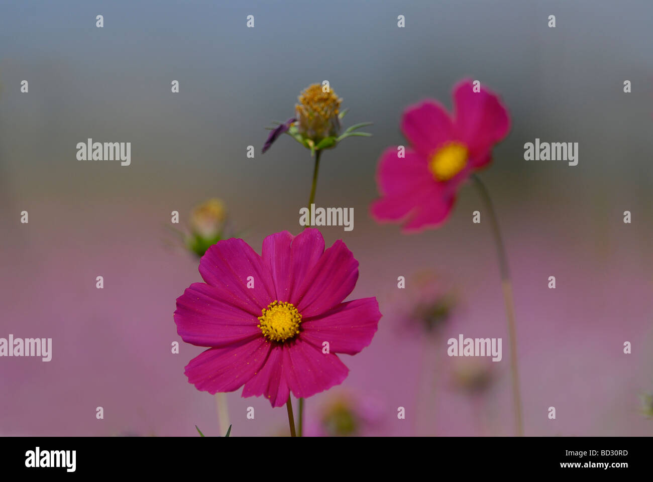Cosmos south africa hi-res stock photography and images - Alamy