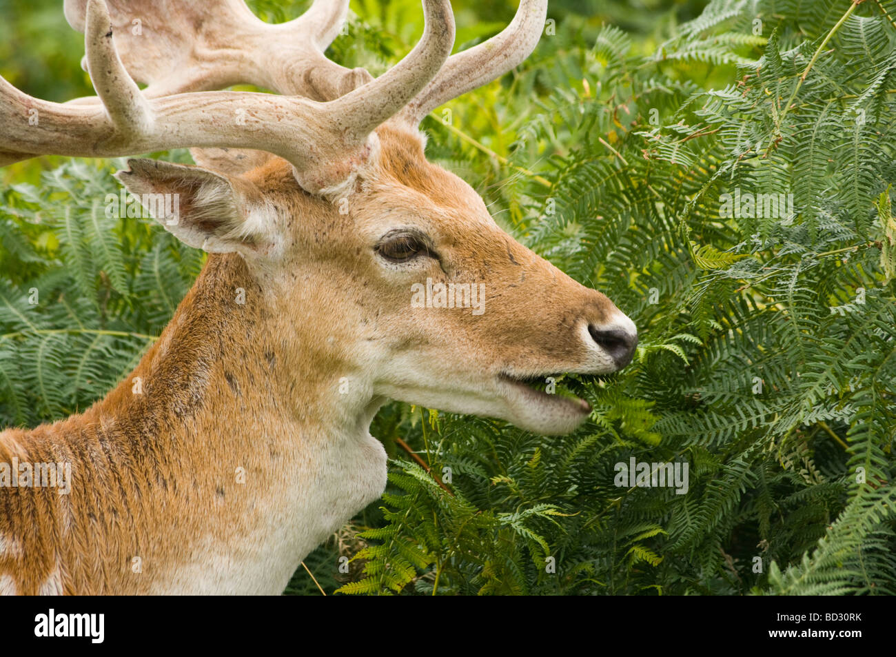 Eating ferns hi-res stock photography and images - Alamy