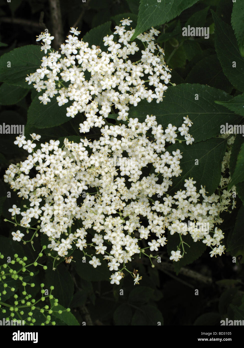 Hedgerow elder trees hi-res stock photography and images - Alamy