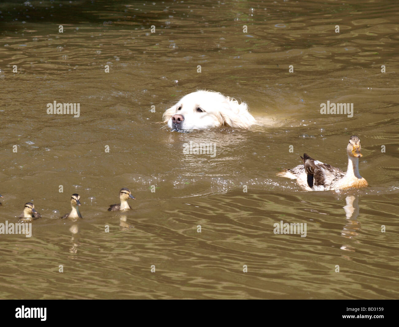 Ducklings Following Dog