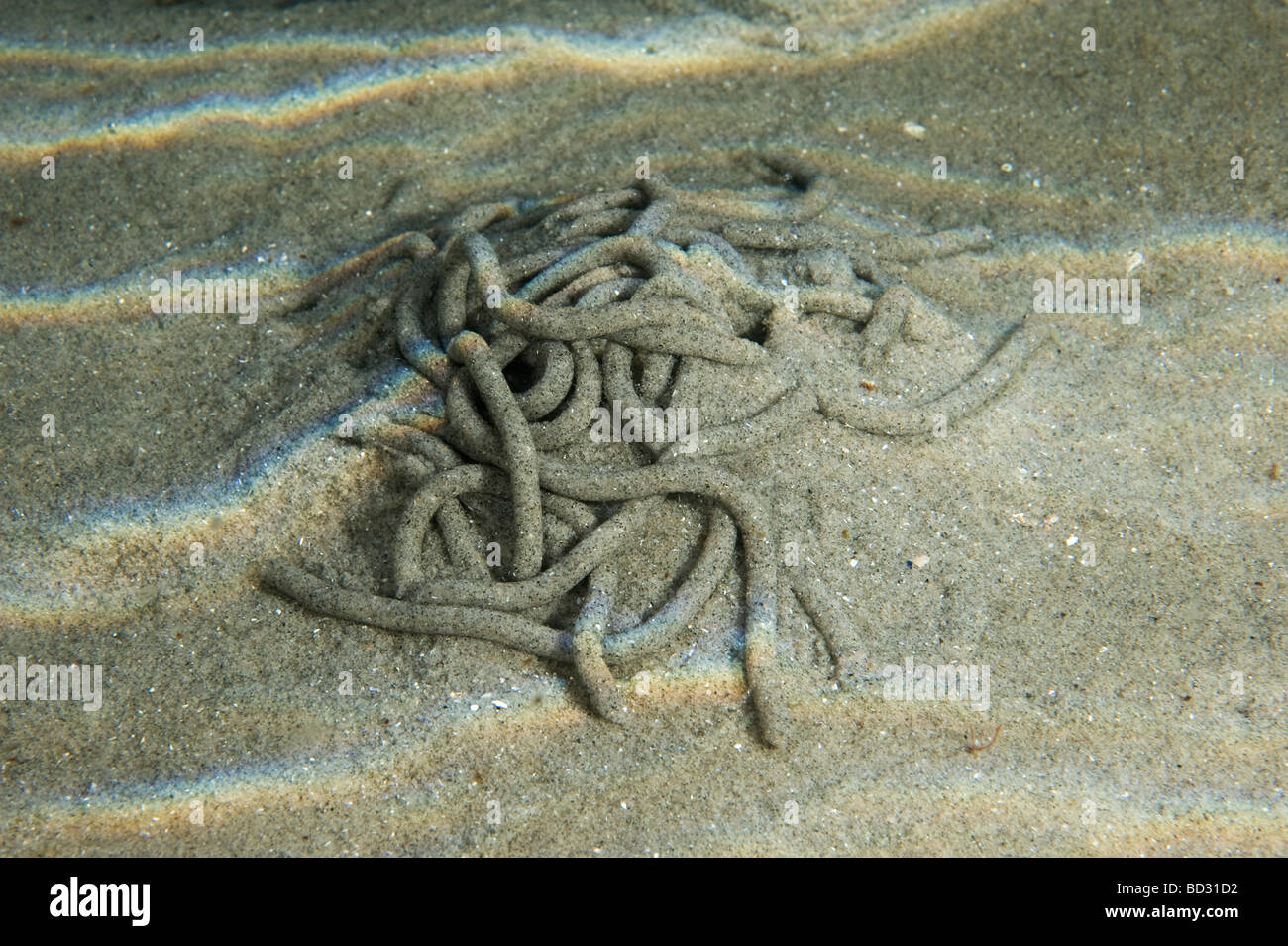 Sandworm hi-res stock photography and images - Alamy