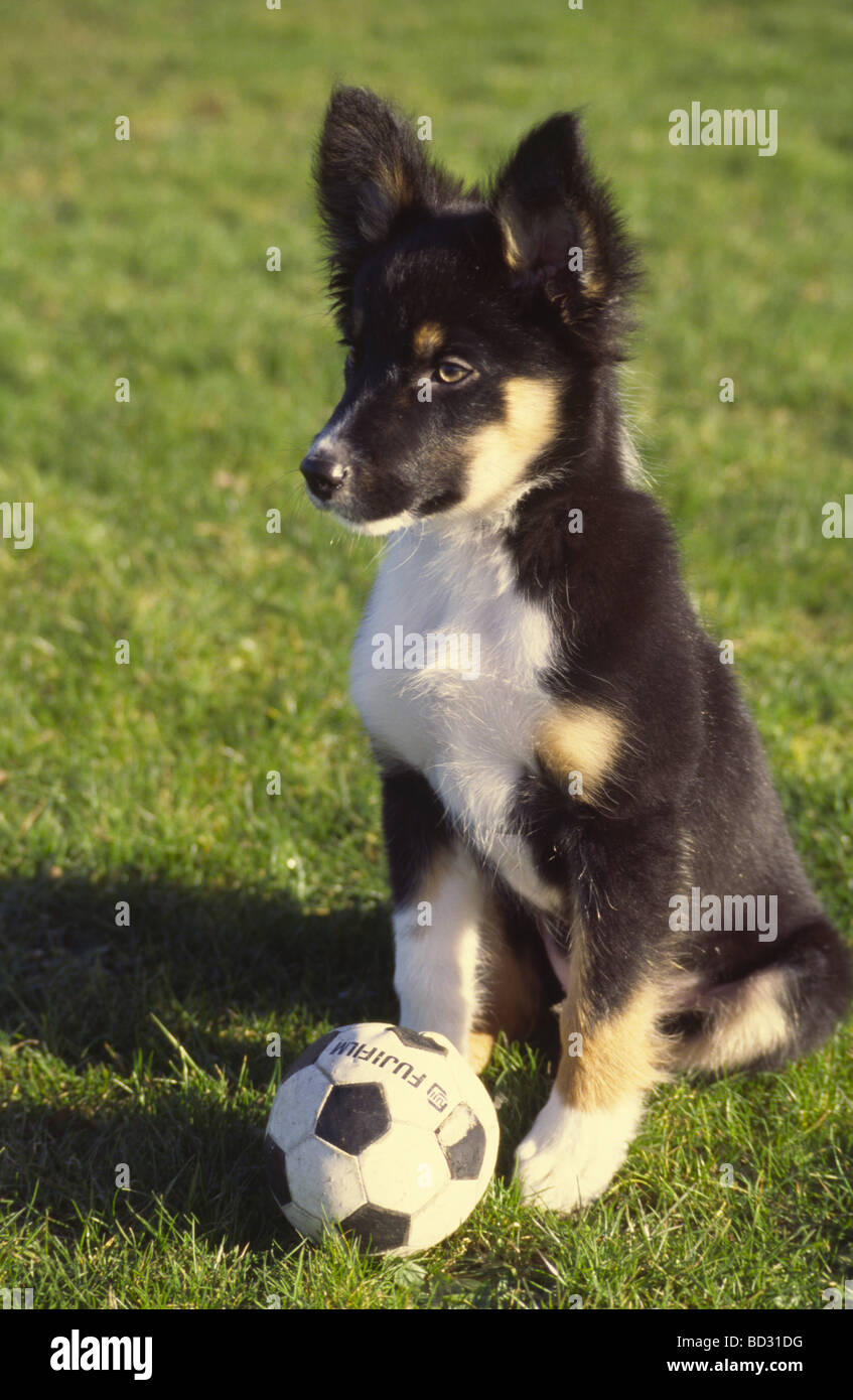Puppy with ball Stock Photo - Alamy
