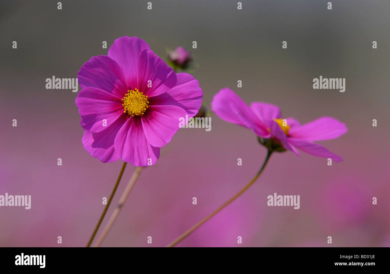Cosmos south africa hi-res stock photography and images - Alamy