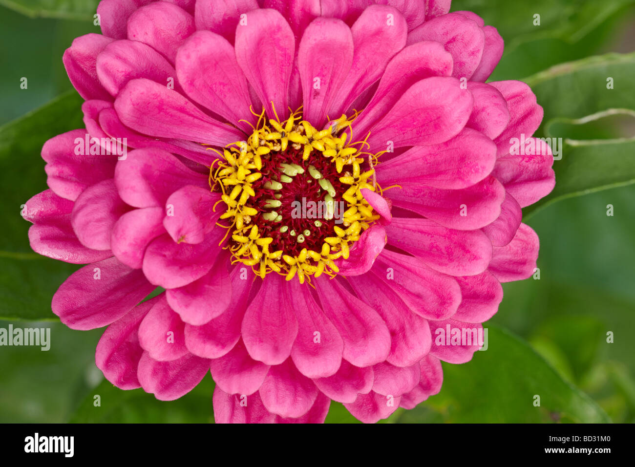 Zinnia elegans hybrid variety flower close up Stock Photo - Alamy