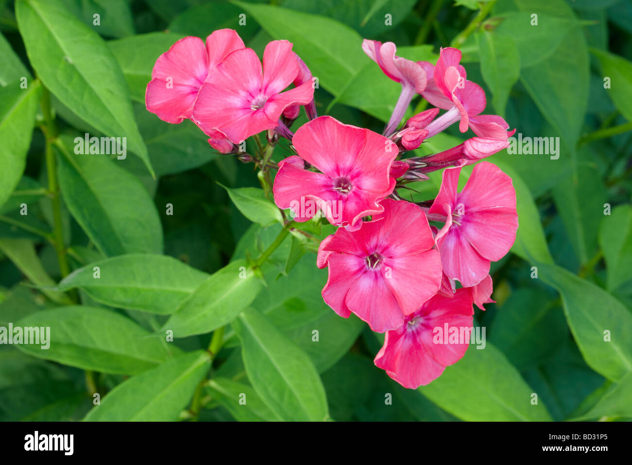 Red phlox flowers growing in garden. Scientific name: Phlox paniculata ...