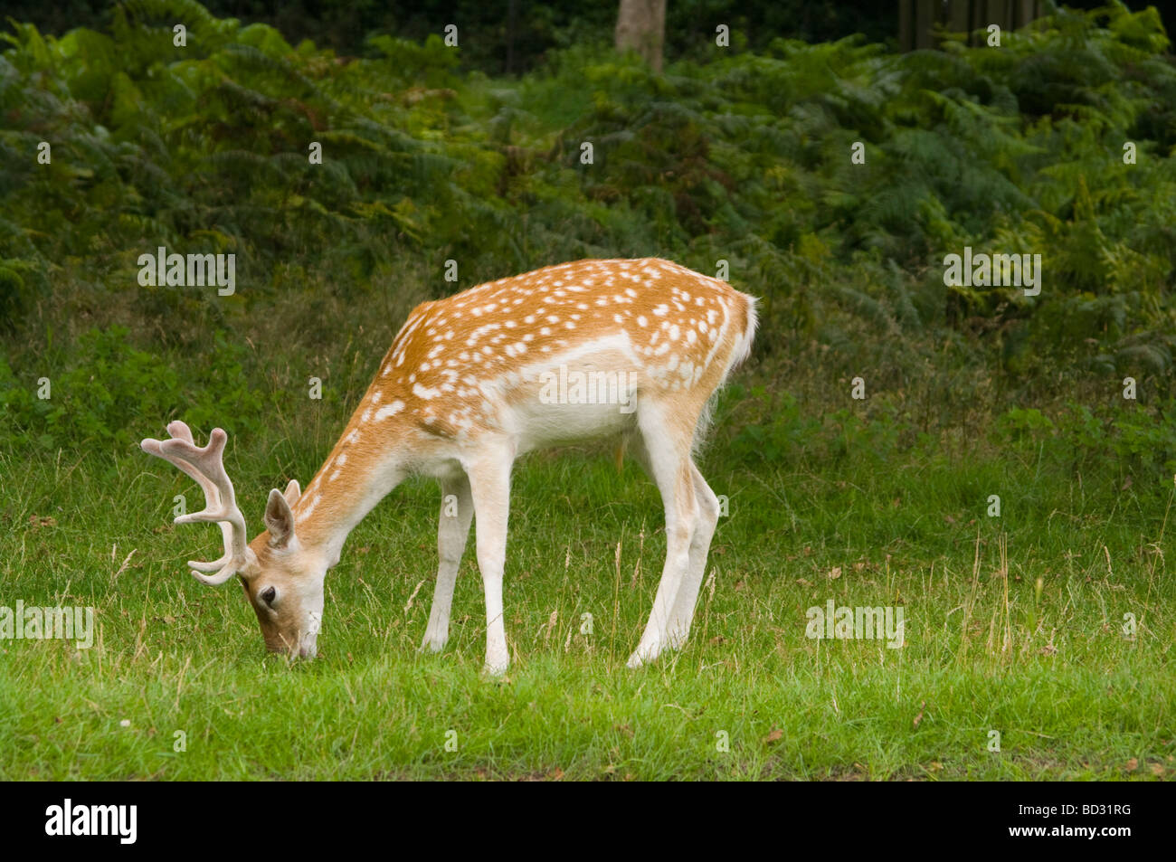 A Buck Fallow Deer Grazing Stock Photo - Alamy