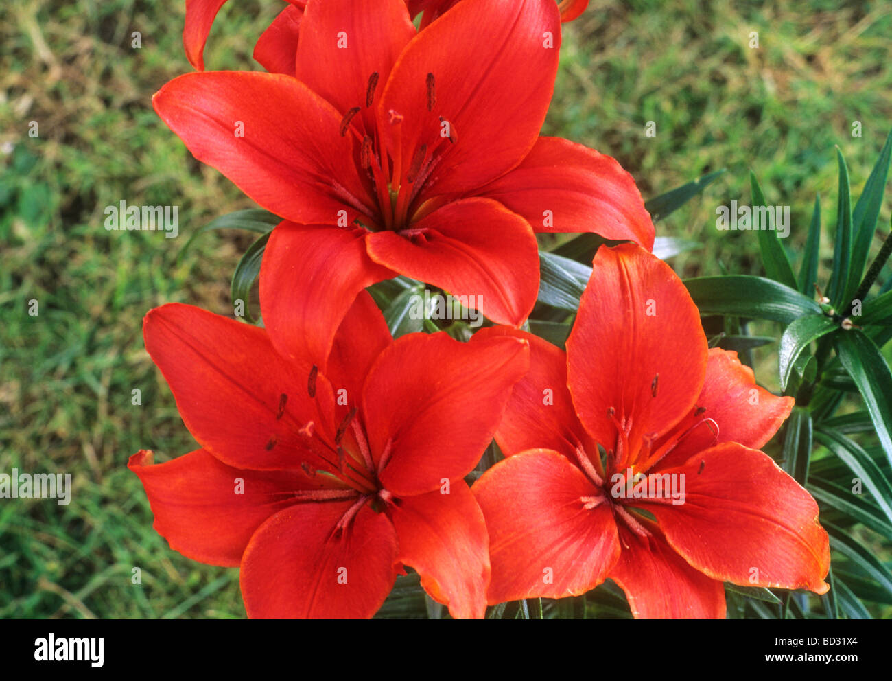 Lilium 'Crimson Pixie' red flower flowers garden plant plants dwarf ...