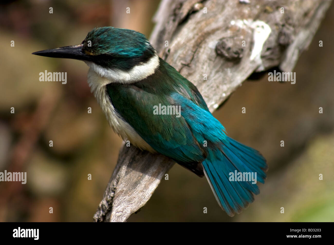 Halcyon sancta hi-res stock photography and images - Alamy