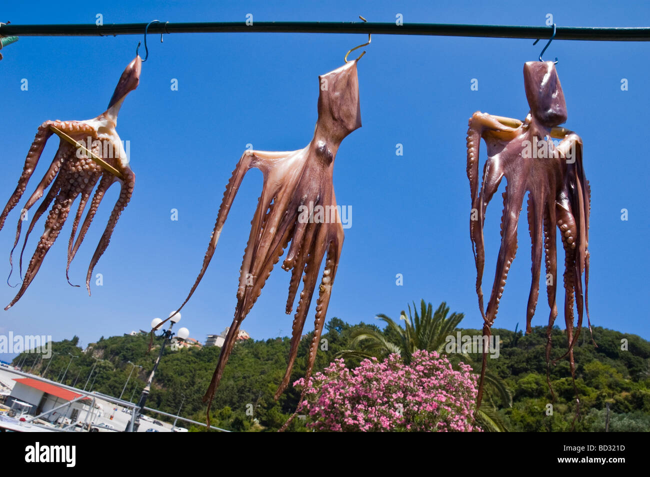 Octopus drying in the sun outside a restaurant at Poros on the Greek ...