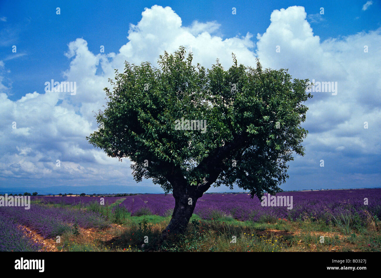 Olive Tree in the Lavender fields of the Vaucluse Plateau in the Haute ...