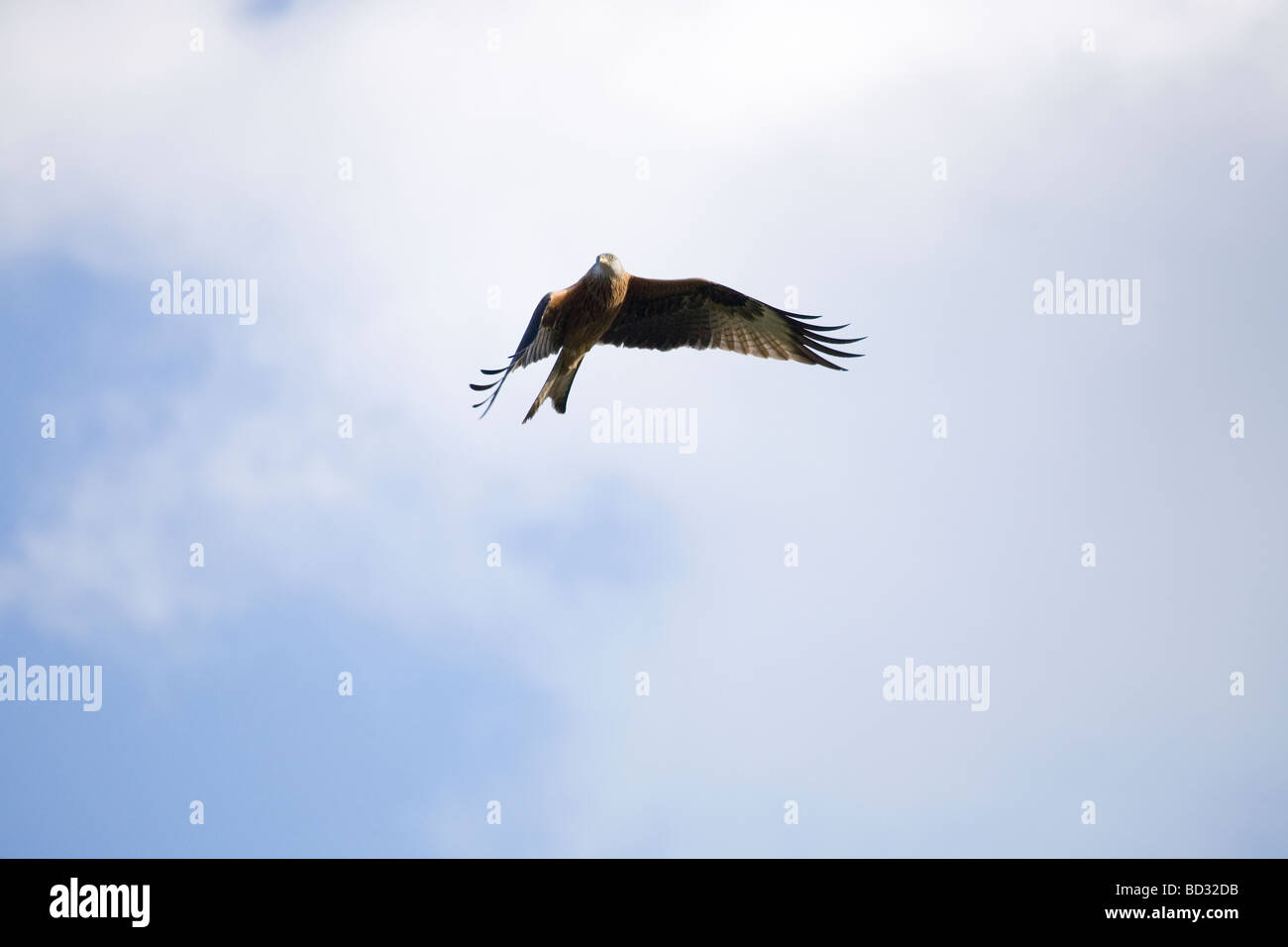 Red Kite at Harewood House Leeds West Yorkshire 2009 Stock Photo - Alamy