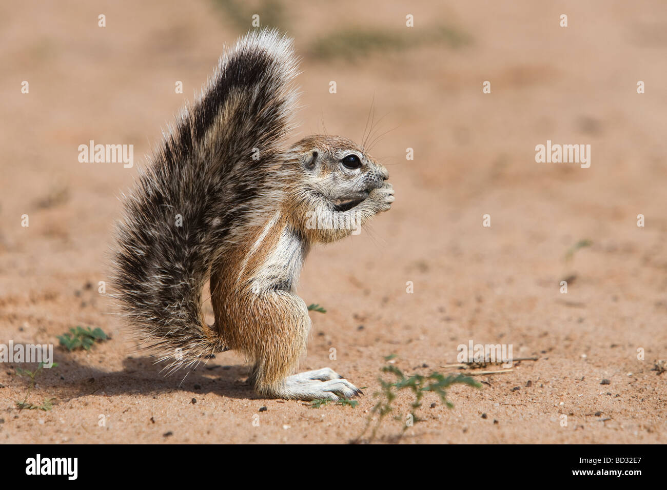 Ground squirrel baby Xerus inuaris Kgalagadi Transfrontier Park ...