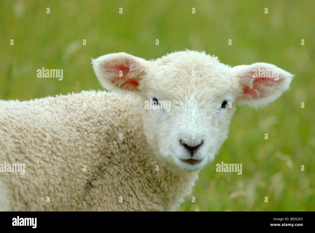 English Lamb (Ovis aries Stock Photo - Alamy