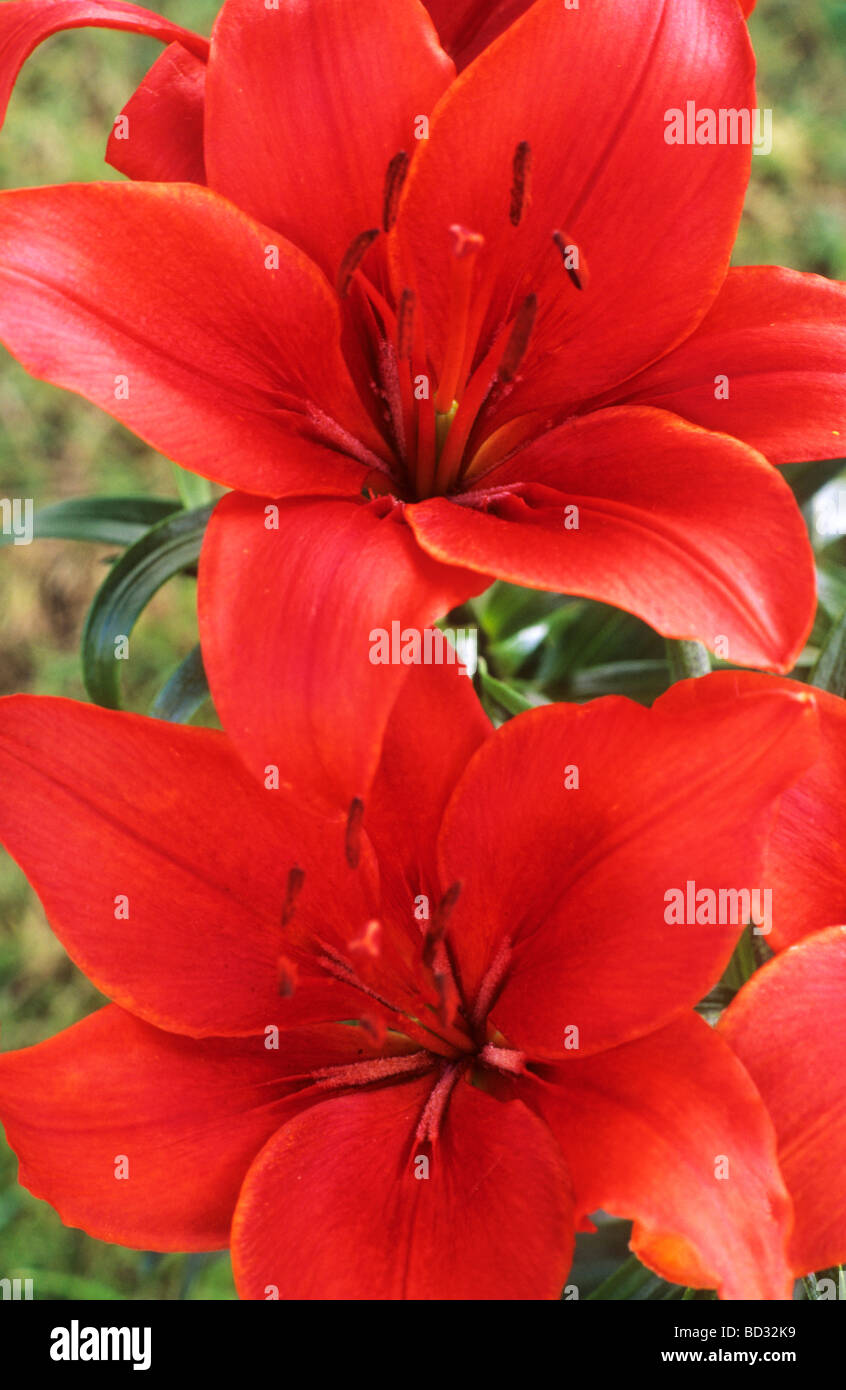 Lilium 'Crimson Pixie' dwarf oriental lily red flower flowers garden ...