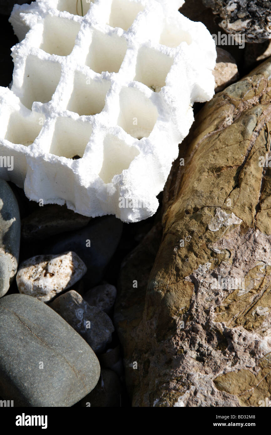 waste debris washed up on sea shore Stock Photo - Alamy