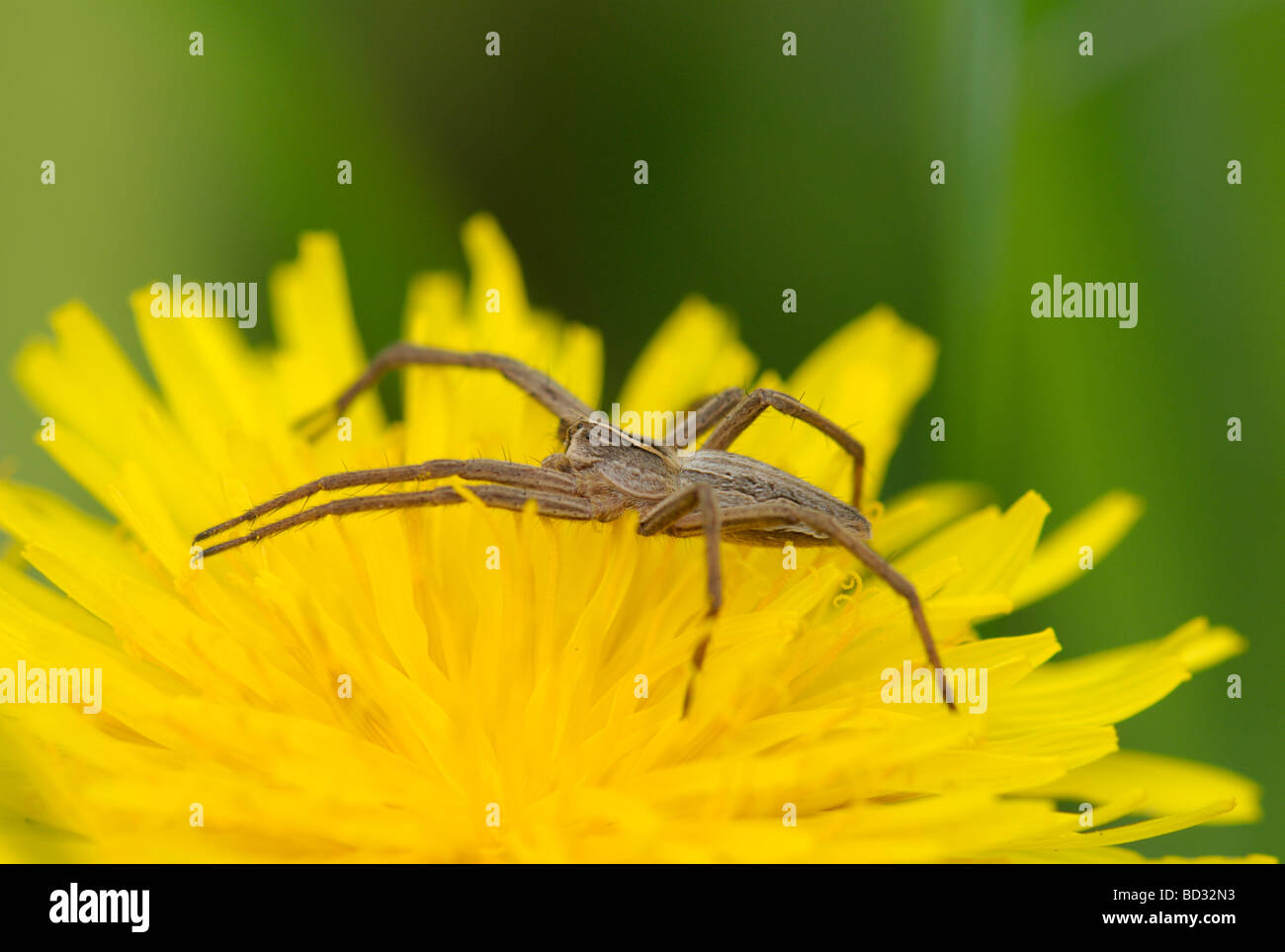 Nursery web spider (Pisaura mirabilis) on a dandelion flower Stock ...