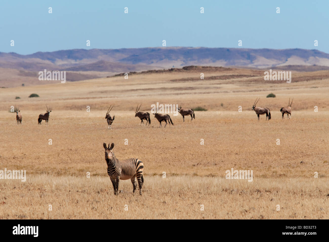 Hartmanns mountain zebra damaraland namibia hi-res stock photography ...