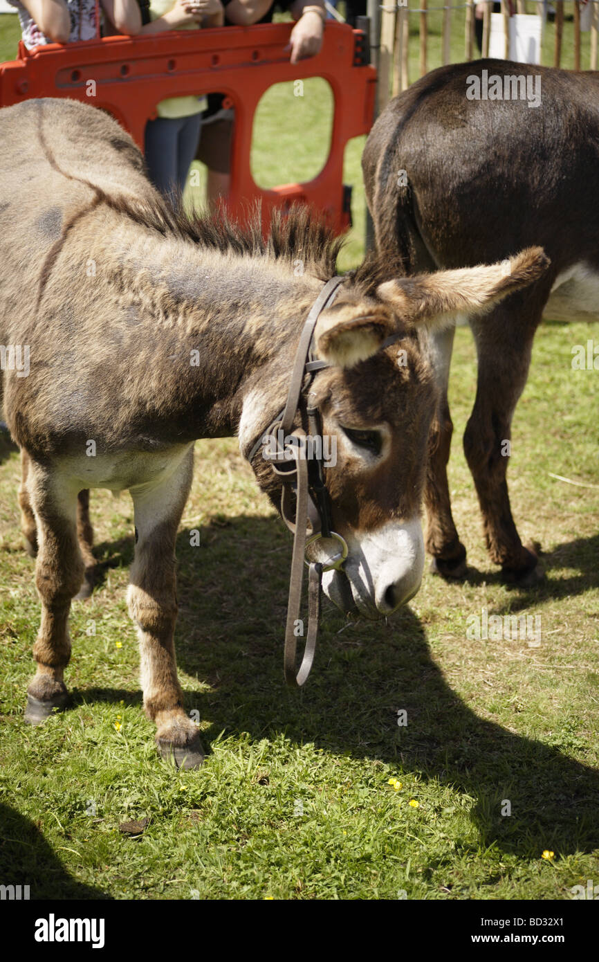 Donkey derby,old English traditional summer practice of small towns and ...