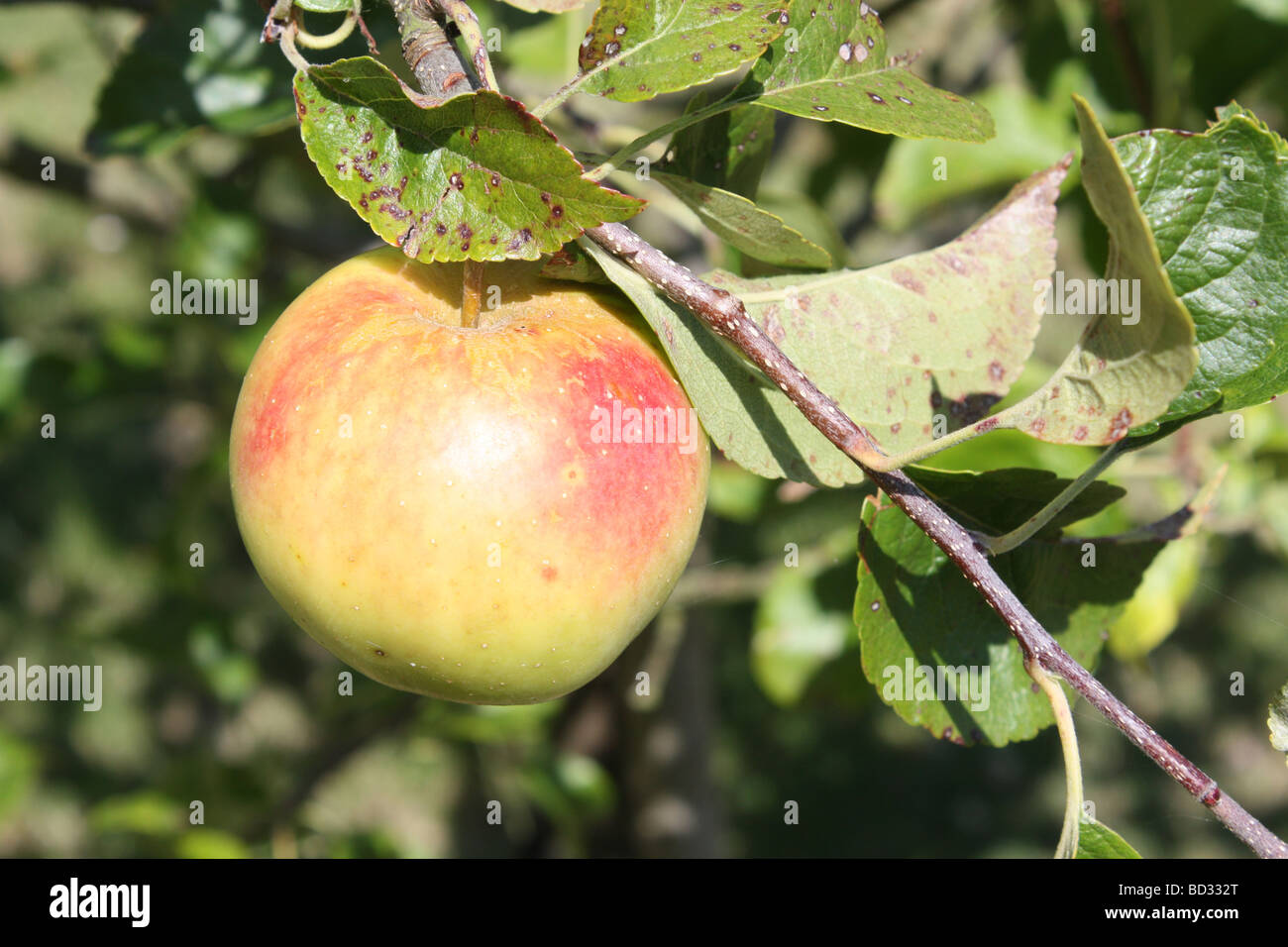 Greensleeves apples hi-res stock photography and images - Alamy