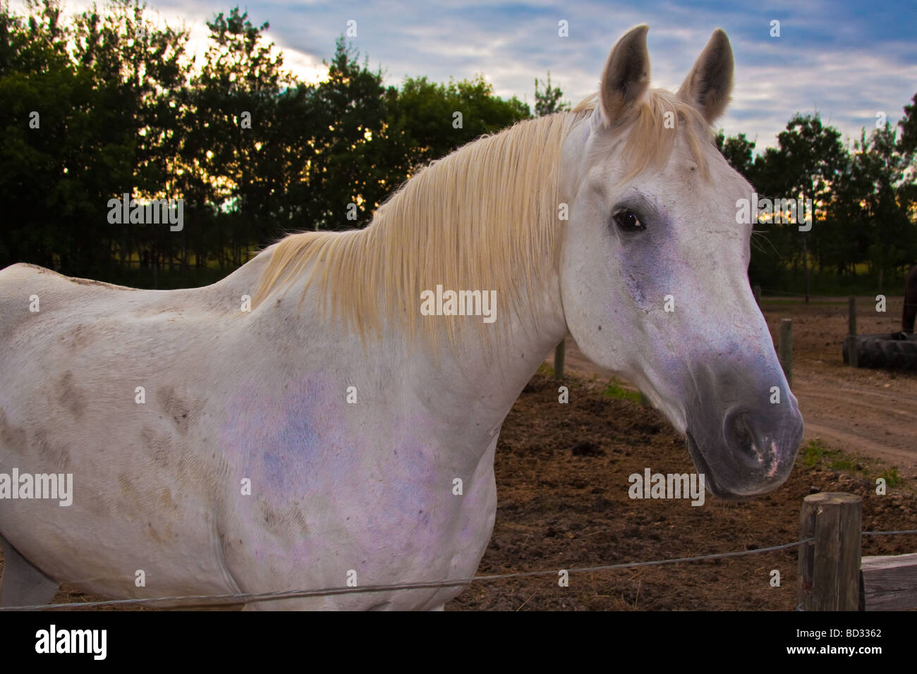White horse animal hi-res stock photography and images - Alamy