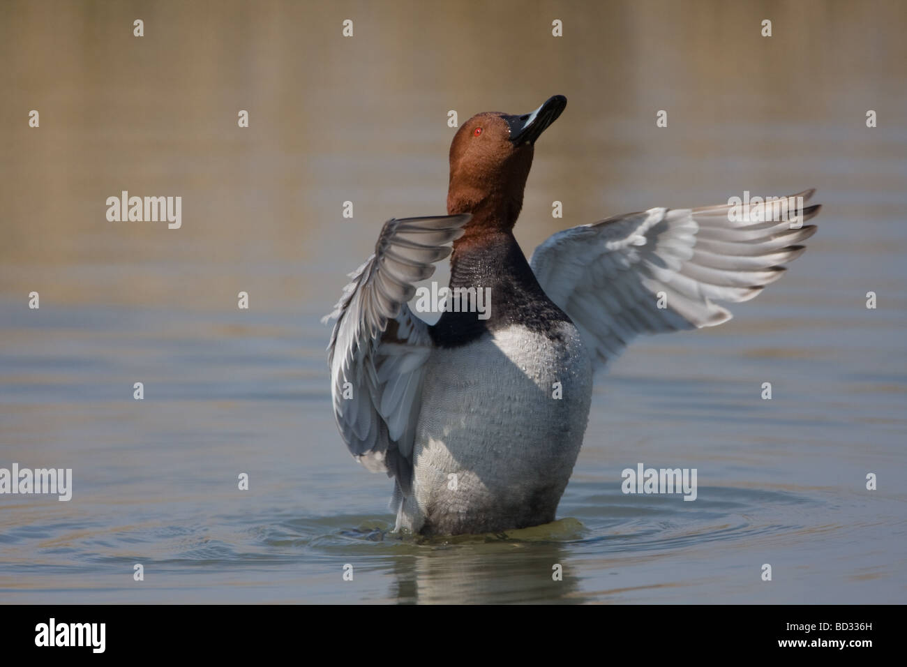 Common Pochard, Aythya ferina, Norfolk, UK Stock Photo - Alamy